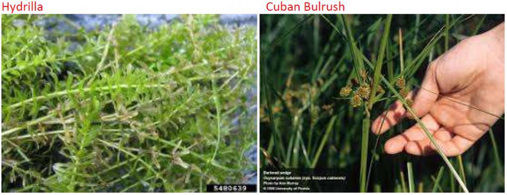Invasive Plants 2019 - Johns Lake Association