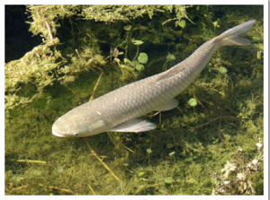 Triploid Grass Carp - Johns Lake Association